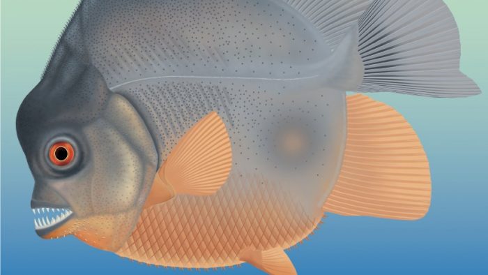 150 Million years old: scientists discover prehistoric-Piranha - Law ...