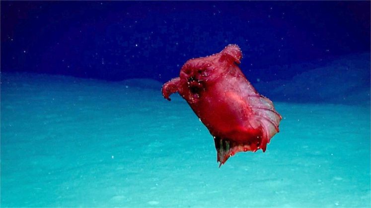 The southern sea: researchers find "headless chicken monster" - Law ...
