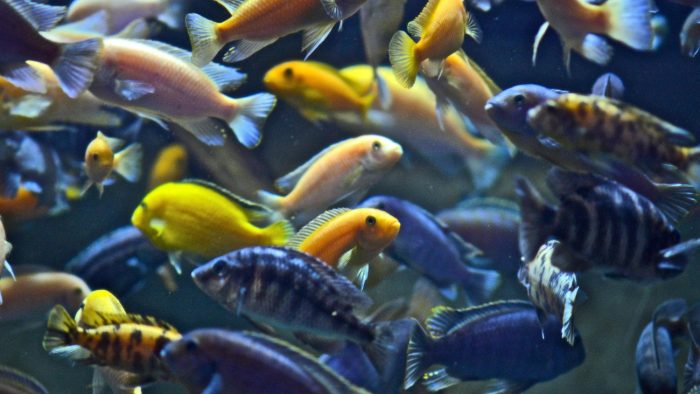 Red list: the world conservation Union warns of Overfishing - Law ...