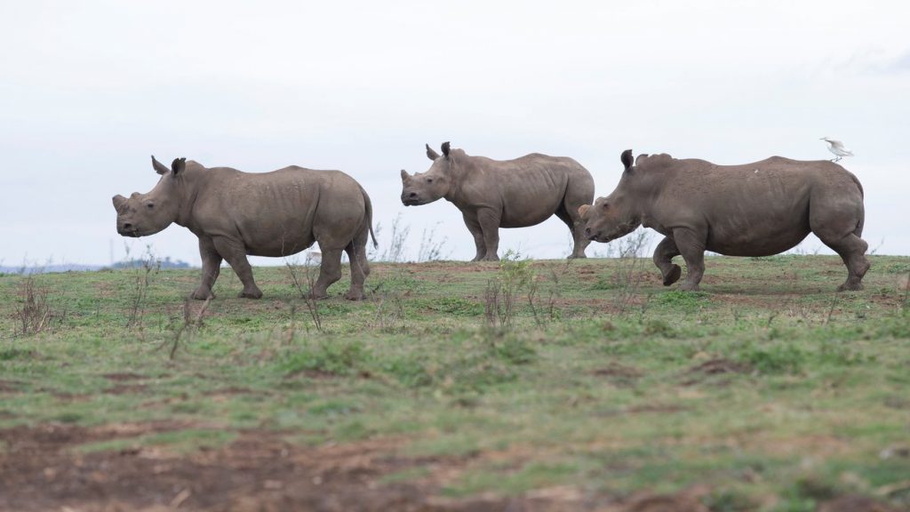 WWF: Worldwide, there are fewer and fewer wild animals - Law & Crime News