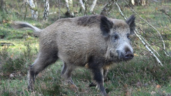 African swine fever: Denmark, wild pig fence on the border with Germany ...