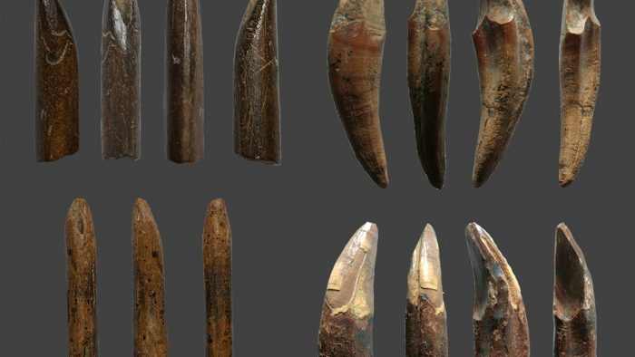 Sri Lanka: Homo sapiens was able to survive in the jungle - Law & Crime ...