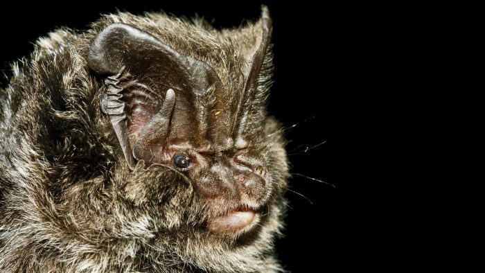 Kinds of protection: the Federal-wide rescue project for the ...