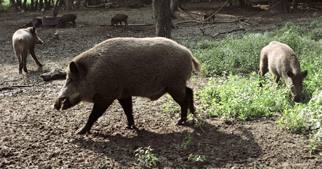 Mediapart (France): Russia has allowed captive hunts - Law & Crime News